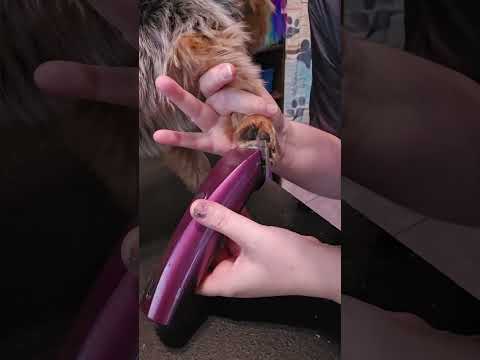 How To Trim A Dogs Paw Pads