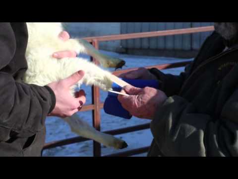 SPLINT A LAMB’S LEG | sheepngoats