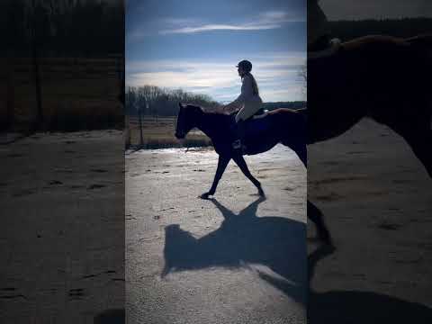ELLIE ATE SO HARD YESTERDAYYY #horse #ottb #equitation #equestrian #horsefan #horsefan