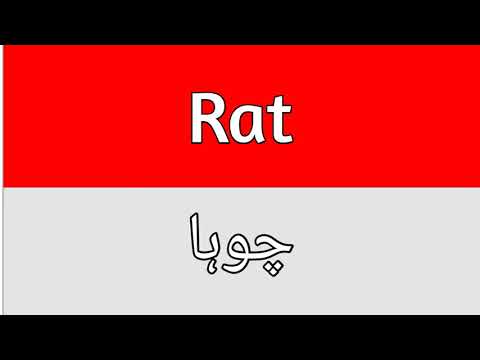 Rat Meaning In Urdu