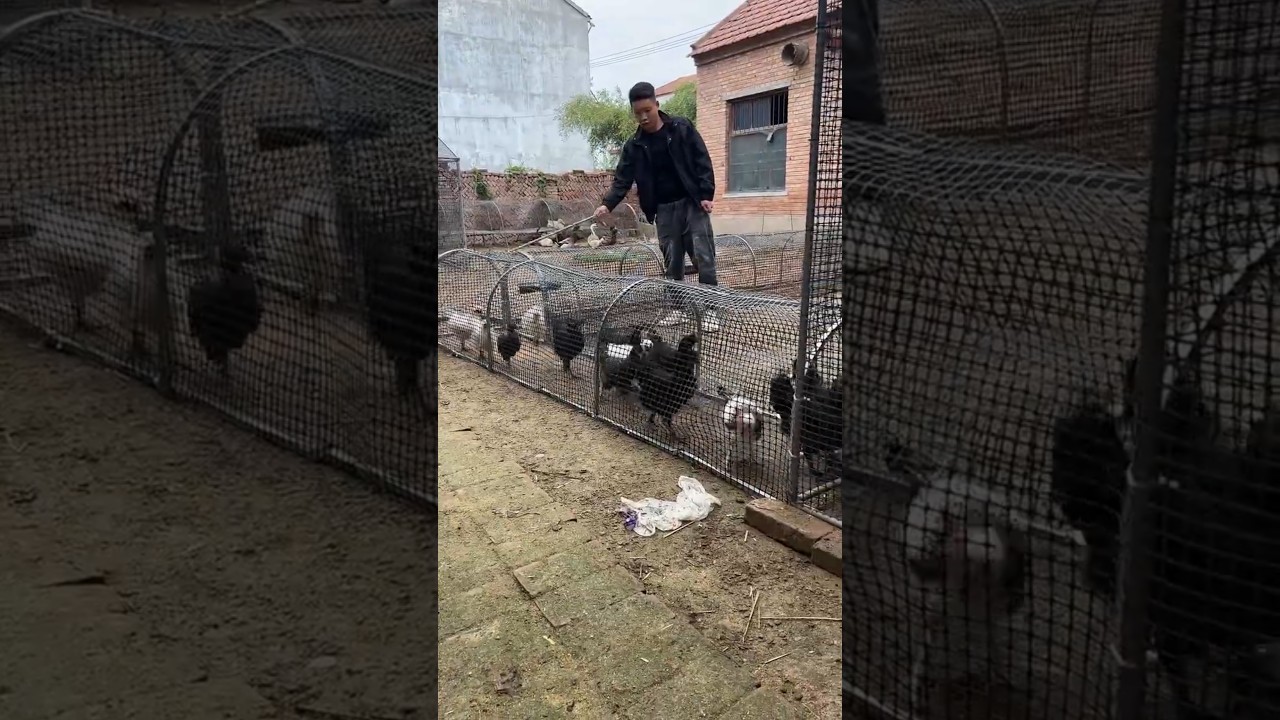 Revolutionary Tunnel Chicken Run! 🐔 Smart Poultry Farming Hack You Must See 🌿