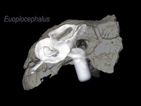 Convoluted nasal passages in armored dinosaurs function as efficient heat exchangers