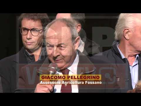 GRP TV News | AVVENIMENTI: A FOSSANO SI CELEBRANO I BOVINI DI RAZZA ...