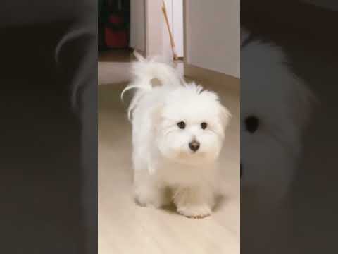 Coton de Tulear Dog Breed || @alexadogkennel