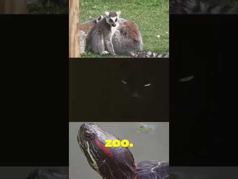 How Many Animals Live in the Amazon?
