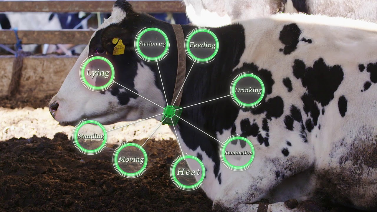 IoT Analysis of cattle activity 