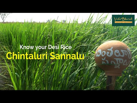 Red Rice - Wholesale Price & Mandi Rate for Indian Red Rice