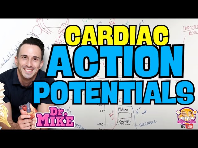 Understanding Cardiac Action Potentials: The Heart's Electrical System ...