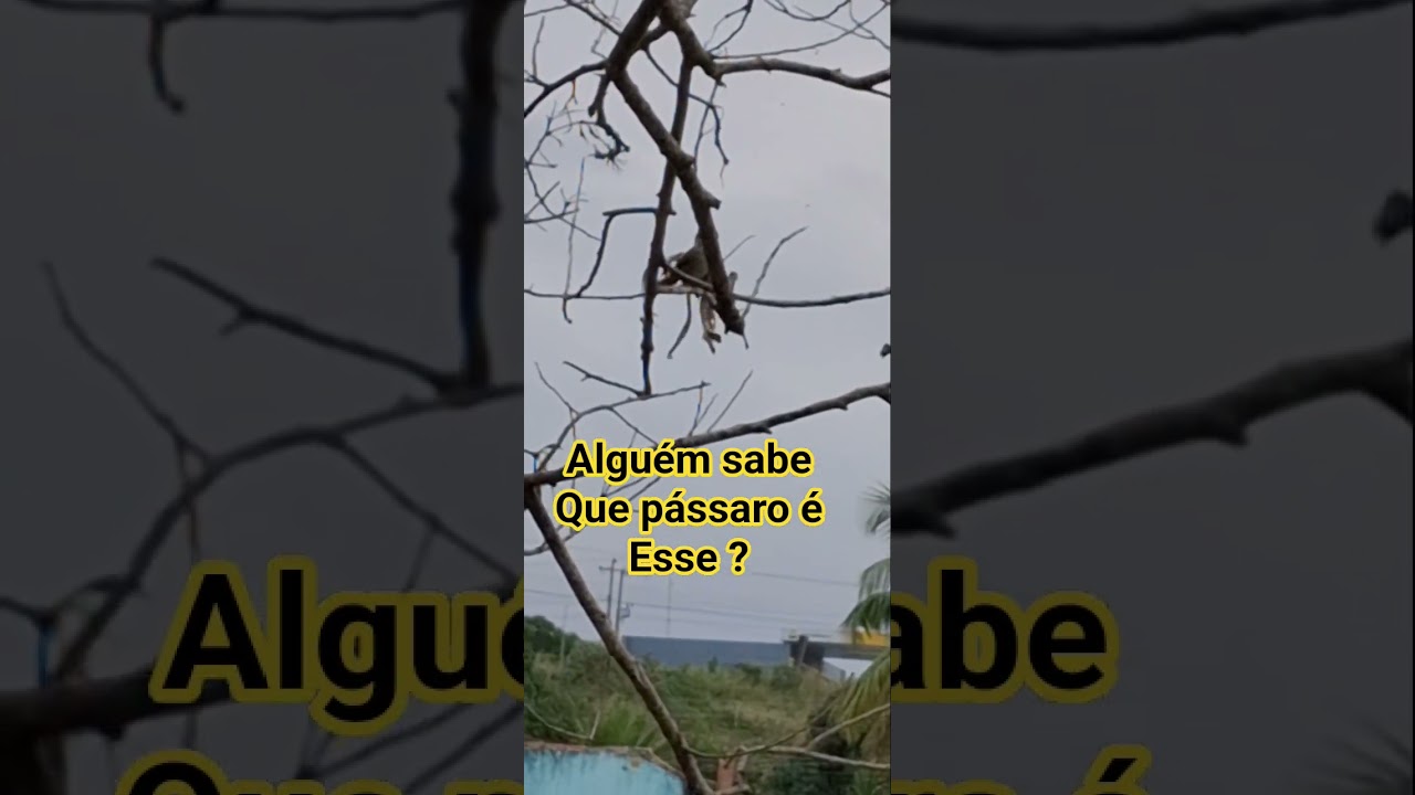 bird singing #entertainment #foryou #comedy #viral #shorts