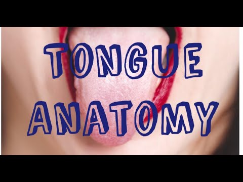 Tongue| anatomy| simple| detailed| diagrams| clinical| prepare exam notes