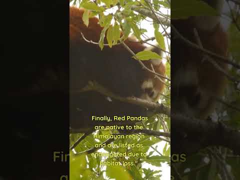 Discovering Three Fascinating Facts About Red Pandas