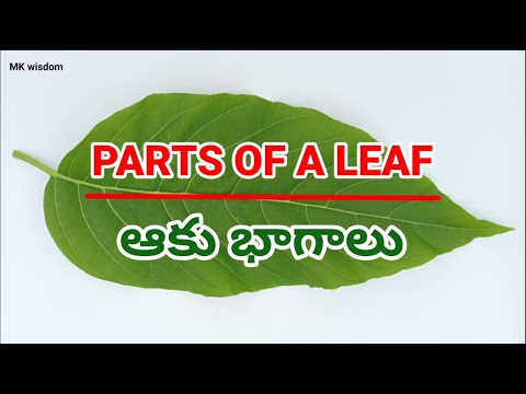 Parts of a #leaf in English and Telugu