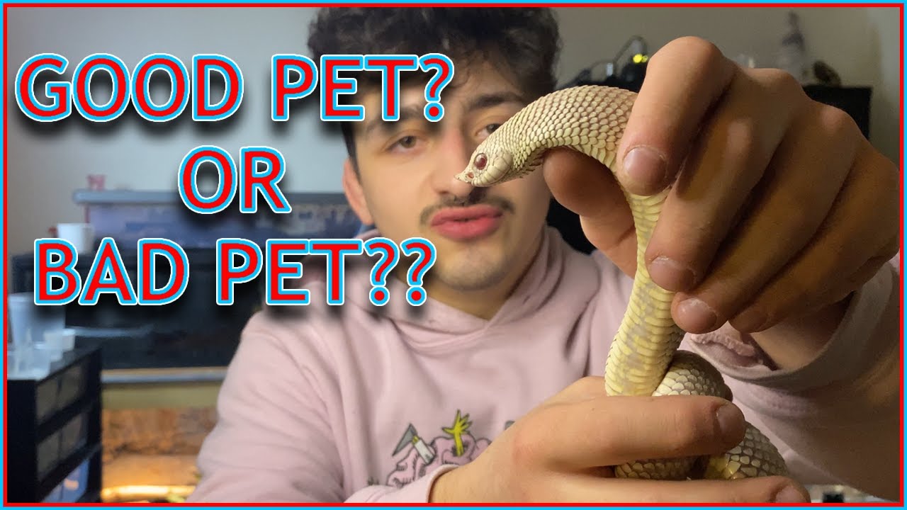 10 Best Pet Snakes for Beginners | Choosing the Right One