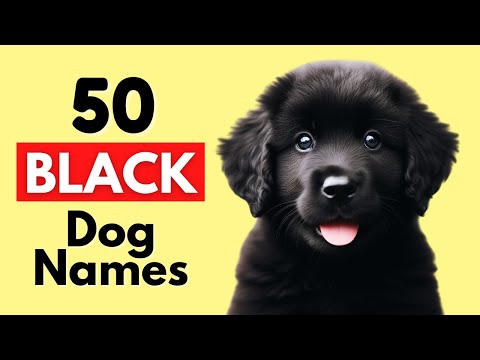 The Best Unique Black Dog Names (With Meanings)