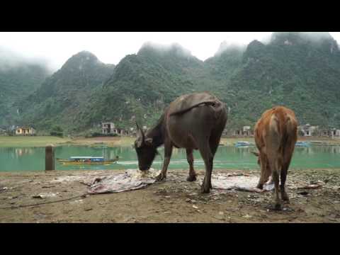 Vietnam Tourism Board Video