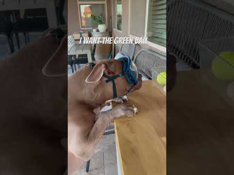 How many times do we have to play Koda?? #dog #doggie #doglover #pitbull #dogdad #dogshorts