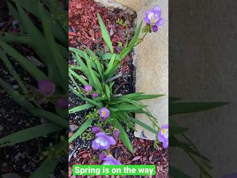 Freesias Are Beginning to Open