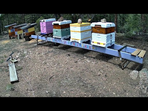 What's the best Insulated Beehive update week #2 Apimaye-Hive IQ- Anel - Hive 365