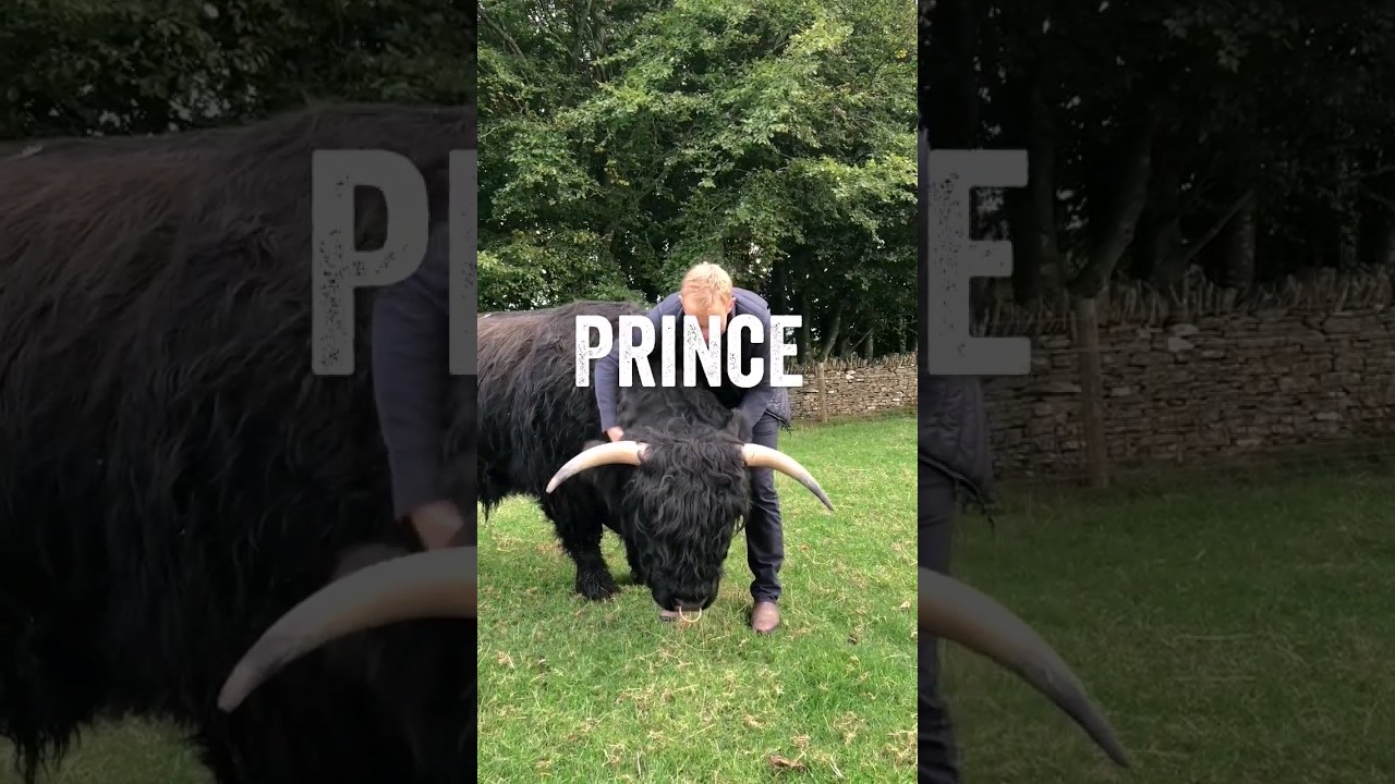Have you ever seen such a big floof? #highlandcow #fluffy #pets #animals