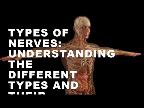 Types of Nerves: Understanding the Different Types and Their Functions