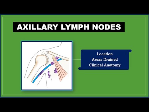 AXILLARY LYMPH NODES VIDEO – Anatomy QA