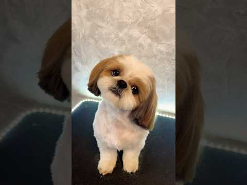 Shih Tzu Grooming Transformation! You Won’t Believe the Before & After! ✂️🐶 #grooming#funny