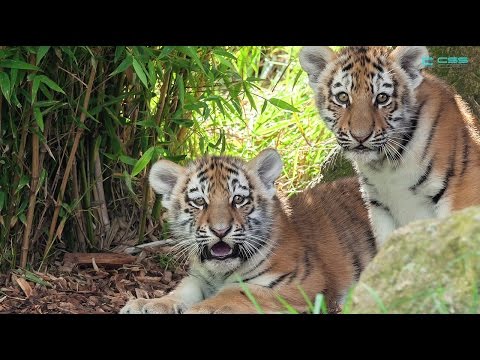 CSS Corp | Care for Paws | CSR initiative