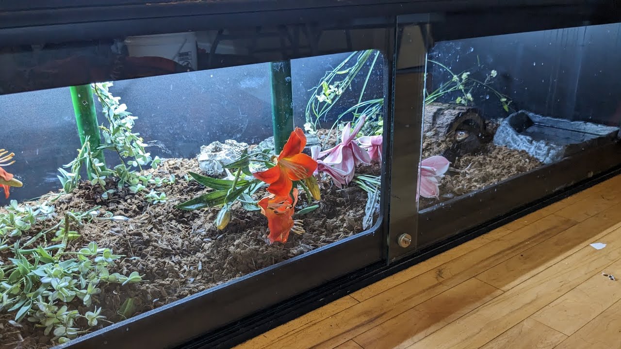 How We Set Up Our Eastern Indigo Enclosure (viewer requested)