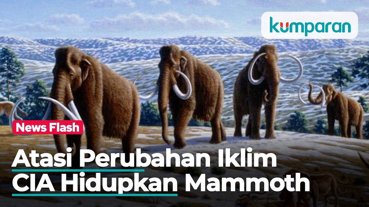 Mammoth: Berita Mammoth Terbaru dan Terupdate - kumparan