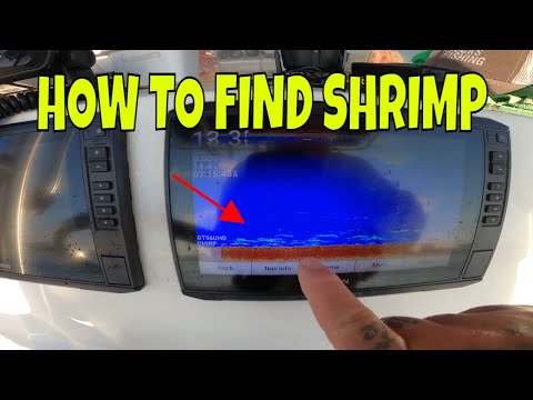 We limited out in just over an hour!! Cast netting Florida white Shrimp