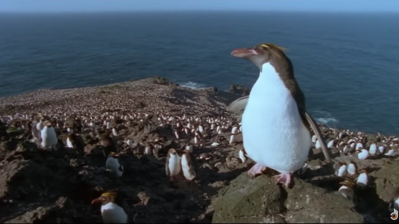 Penguin Baywatch - Antarctica | Wildlife Documentary - Documentarytube.com