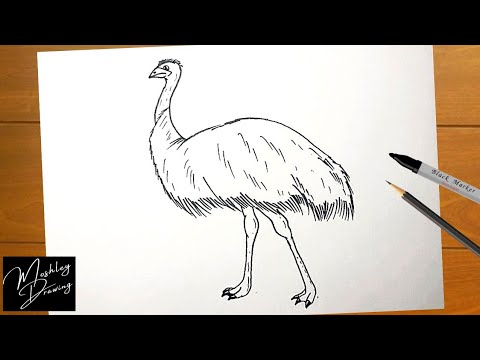 How To Draw An Emu || Birl drawing easy – I'm Youtuber – Follow my ...