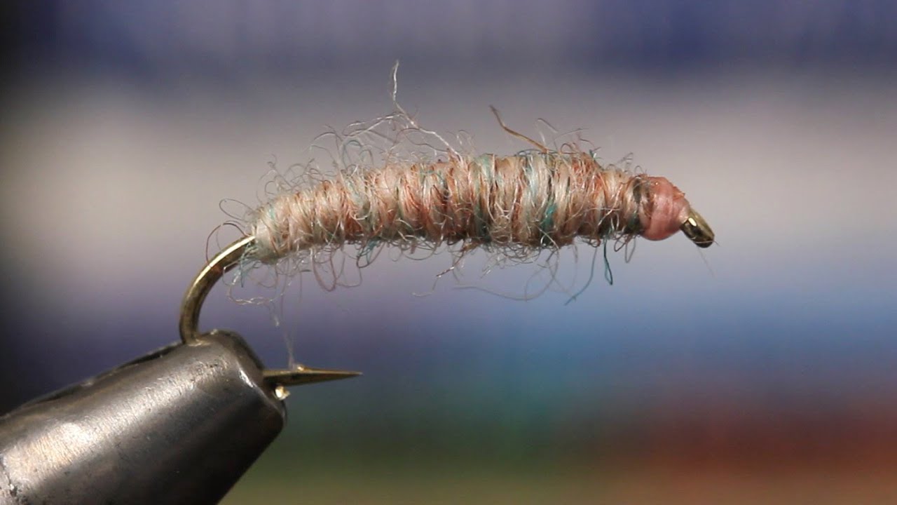 Crane Fly Larva