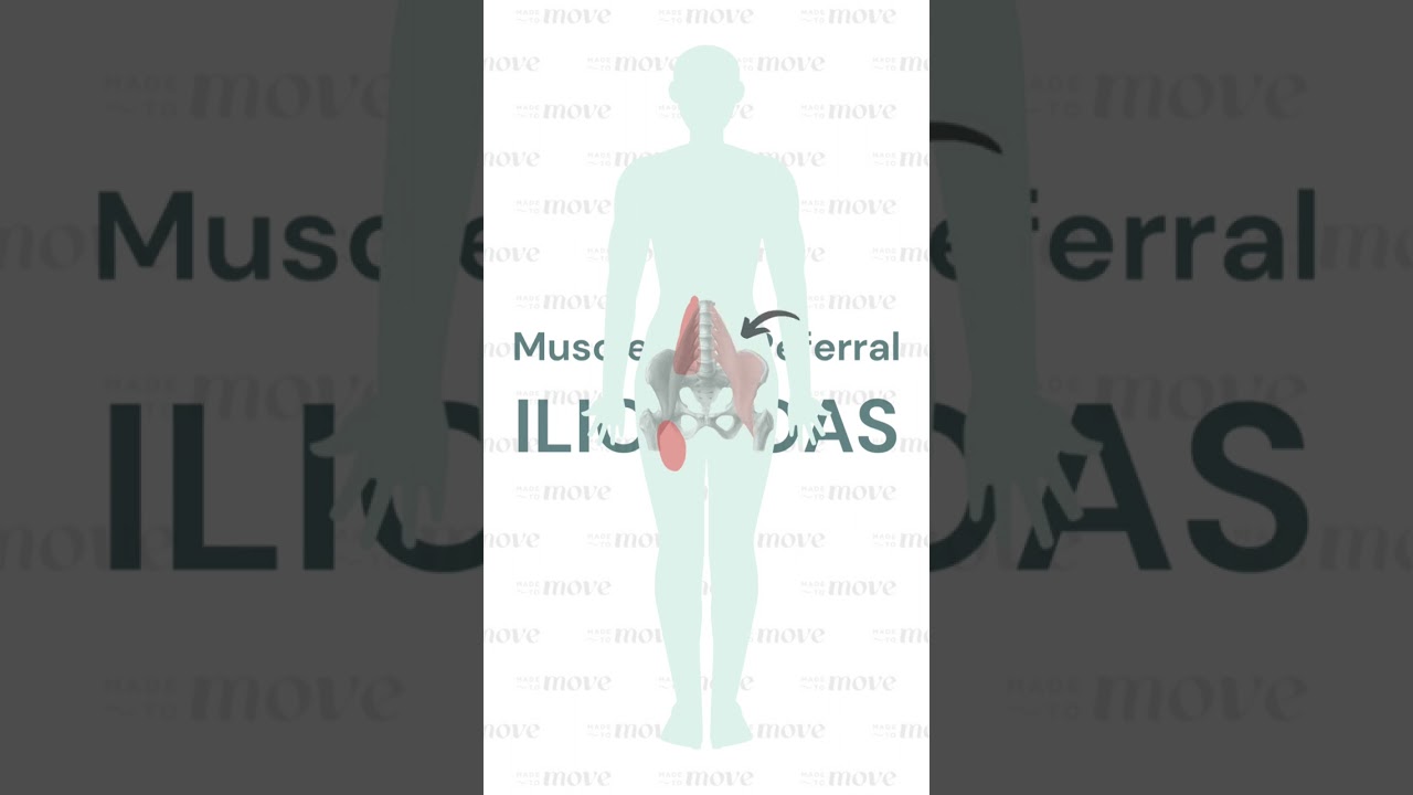 Trigger Point Referral Pattern:  Iliopsoas