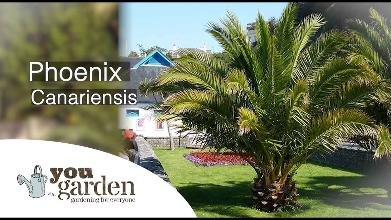 Phoenix Canariensis with Peter McDermott