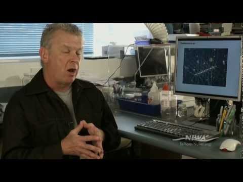 Southern Ocean Productivity