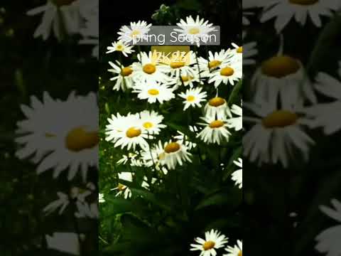 Spring Season| 2K23 | Coming Soon| Full Of Flowers| Plant's Ocean| Urdu Hindi| #viral #plants #hd