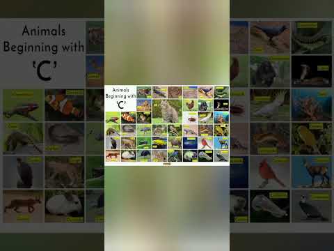 Animals that start with C | | #short | #viral | #youtubeshort | #muhammadqasim