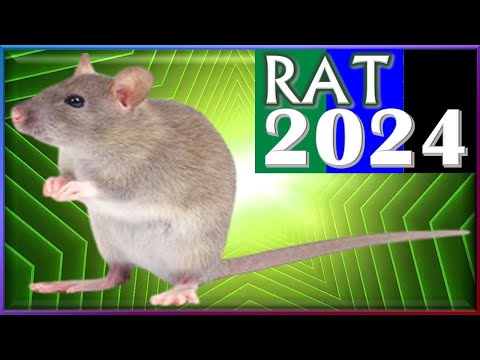 Rat Horoscope 2024 |❤| Born 2020, 2008, 1996, 1984, 1972, 1960, 1948, 1936