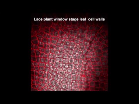 Novel Lace Plant Model System to Study Programmed Cell Death