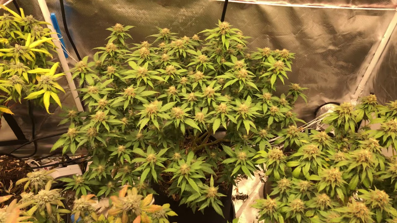 Week 7 Flowering Cannabis - Close To Harvest!