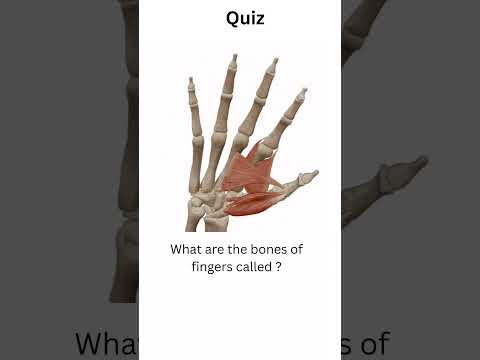 #what are #bones of #fingers called#skeletalsystem#shortsfeed#shortsquiz#anatomy