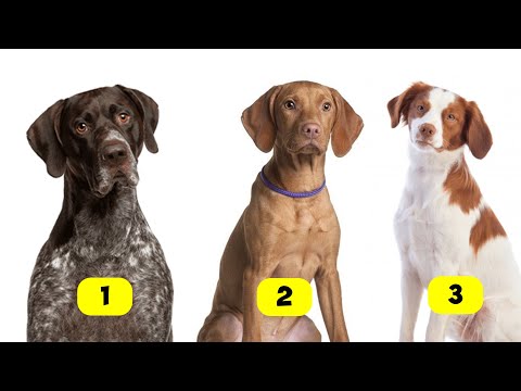 POINTER TYPES - 10 TYPES OF POINTERS