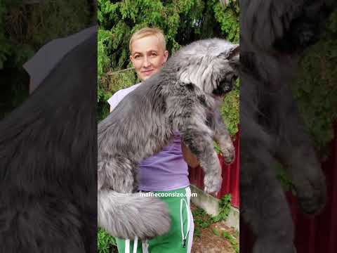 Largest Cat Breed - Maine Coons