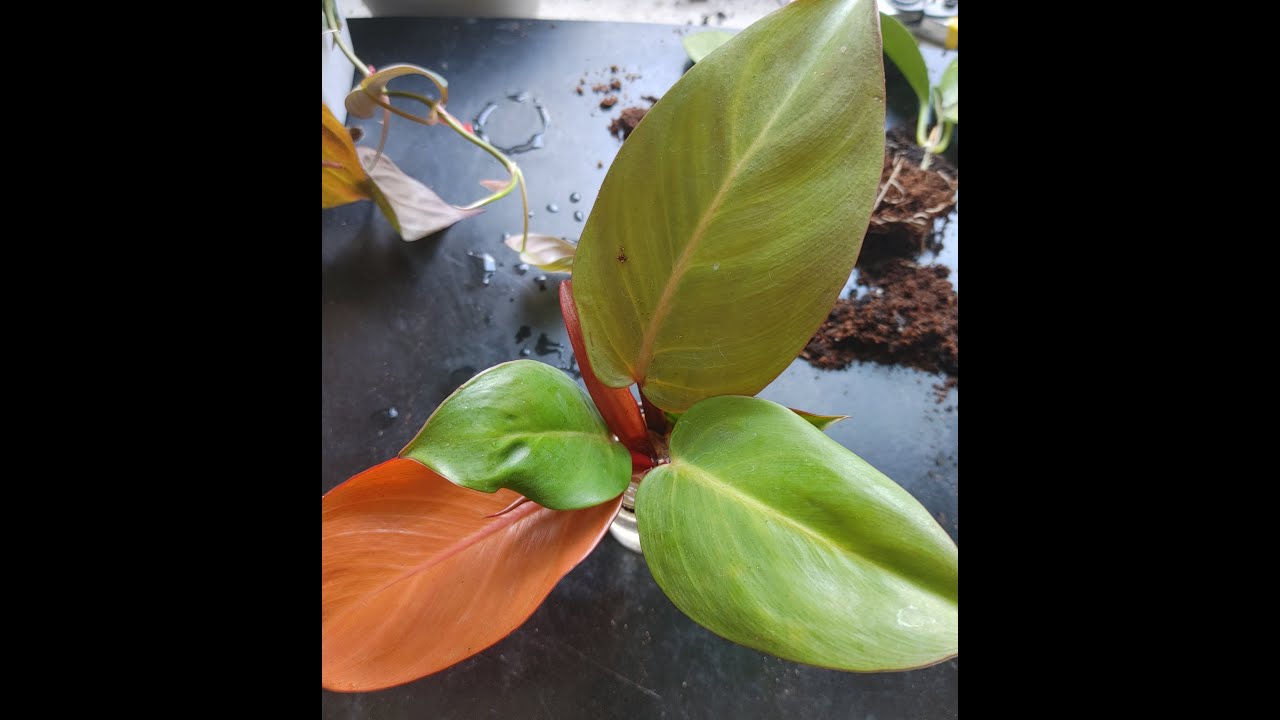 Philodendron Propagation | Prince of Orange | Organic Fungus Control