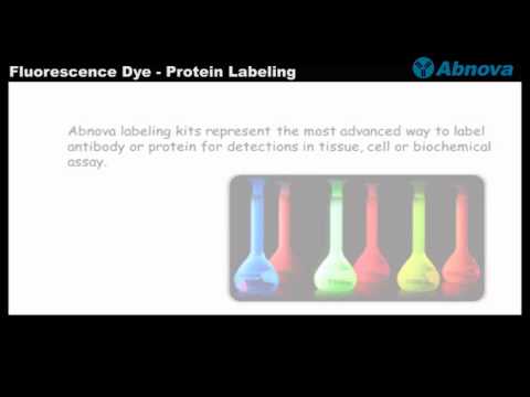 Fluorescence Dye - Protein Labeling