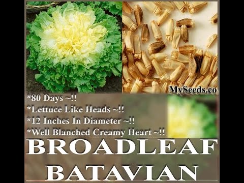 ORGANIC BROADLEAF BATAVIAN Endive Seeds - LETTUCE LIKE leaves, SEEDS on www.MySeeds.Co