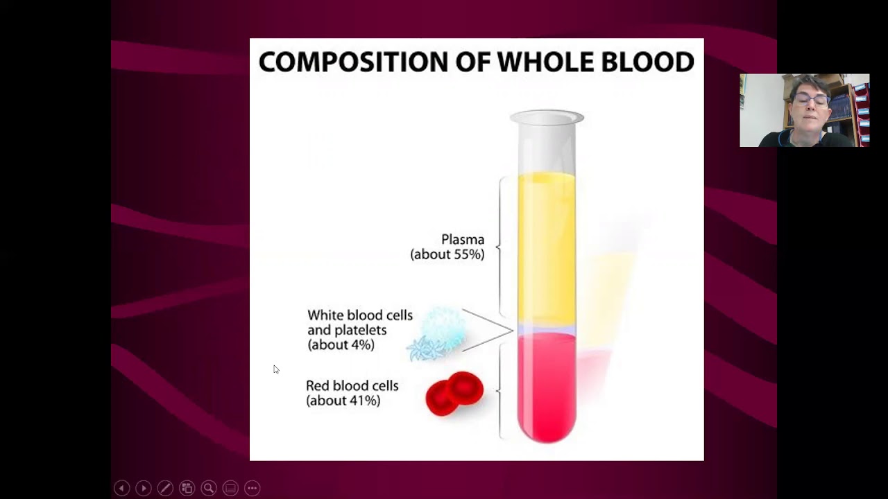 Circulatory System PowerPoint for Worksheet