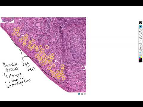 Histology of Ovary and Oviduct