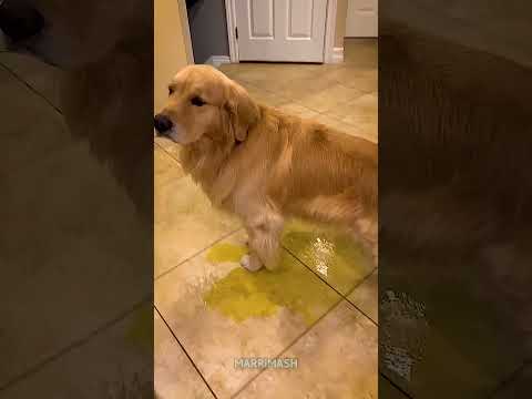Dog Pees Uncontrollably After Holding It In for Too Long